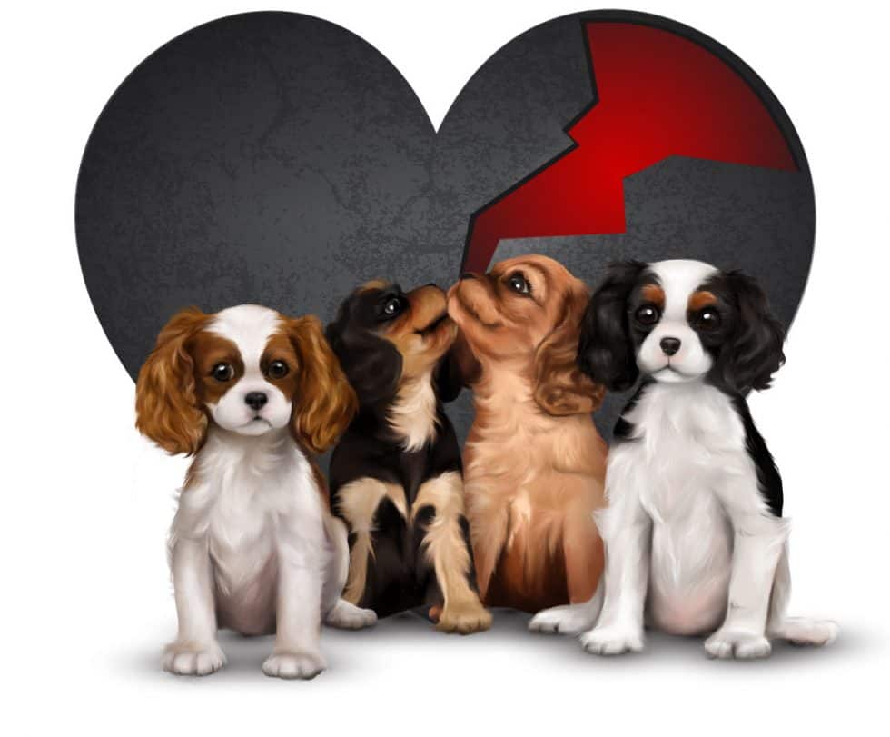 Cavalier Puppy | Cavalier Puppy Buying Advice